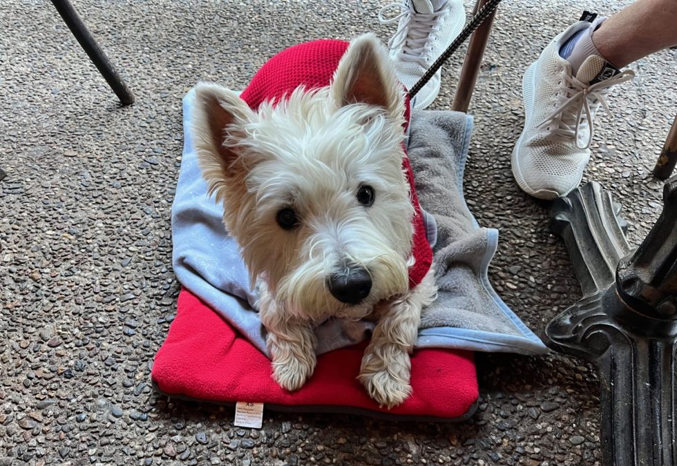 Dog friendly Byron Bay - visiting Byron Bay with your dog!